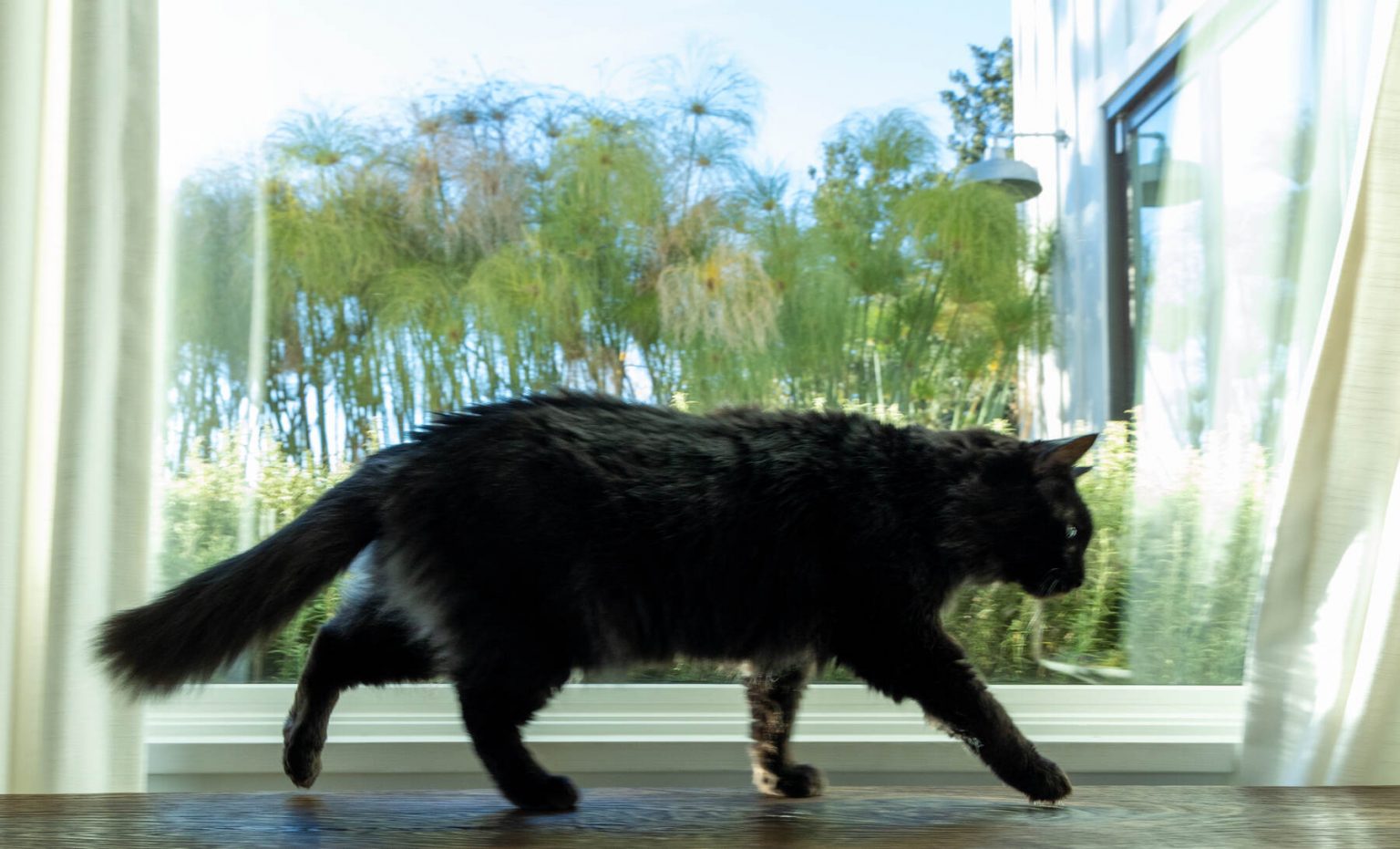 How Can I Give My Cat a Good Last Day? | Paws Into Grace
