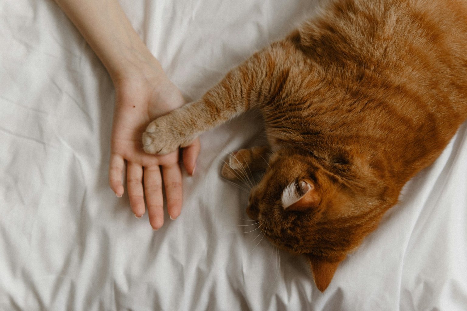 How Can I Give My Cat a Good Last Day? | Paws Into Grace