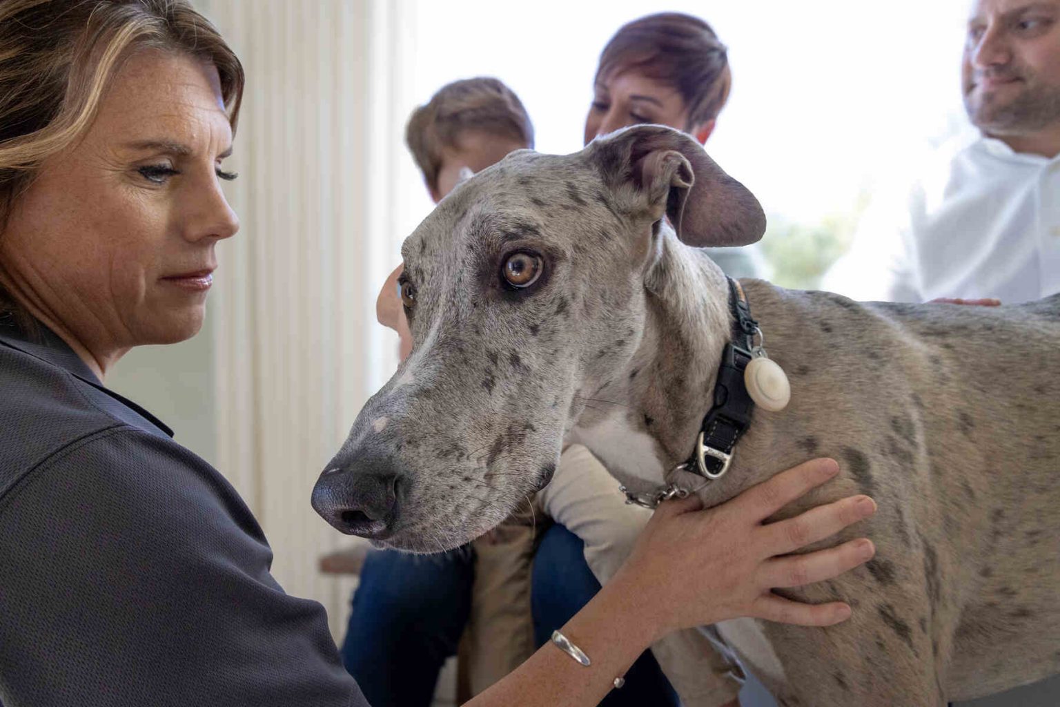 Is Dog Euthanasia Painful? | Paws Into Grace