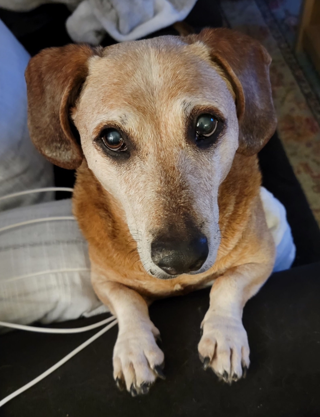 In Loving Memory of Deebo | Paws Into Grace