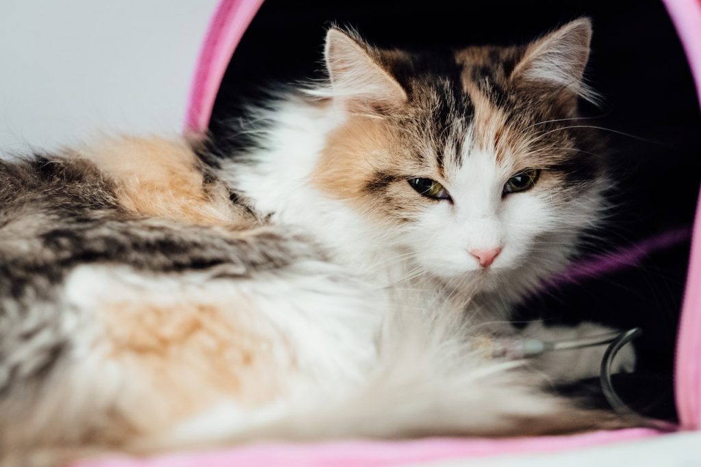Should I Euthanize a Paralyzed Cat?