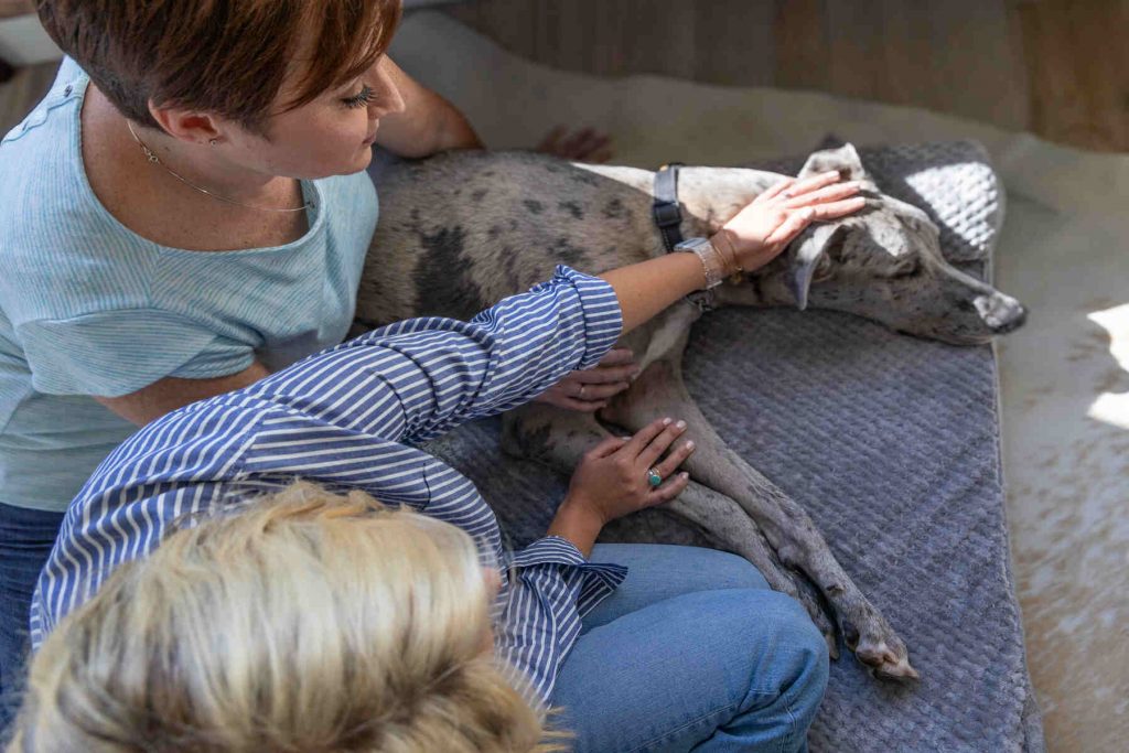 Do Dogs Know They Are Dying When Euthanasia Is Performed?