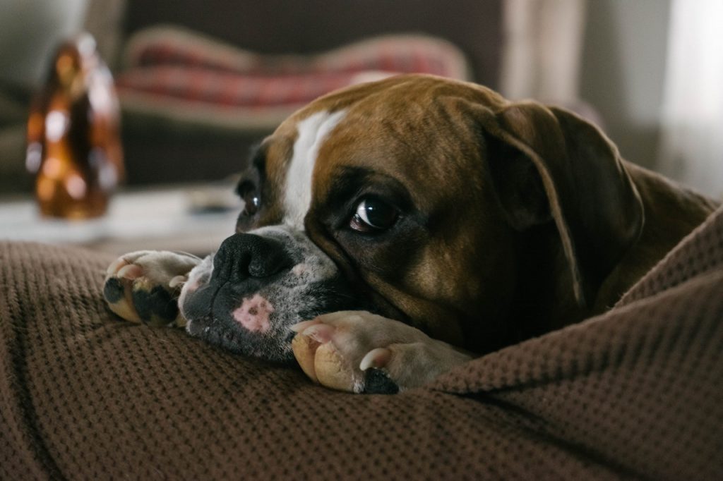 Signs to Euthanize a Dog With Arthritis and Severe Pain | Paws Into Grace