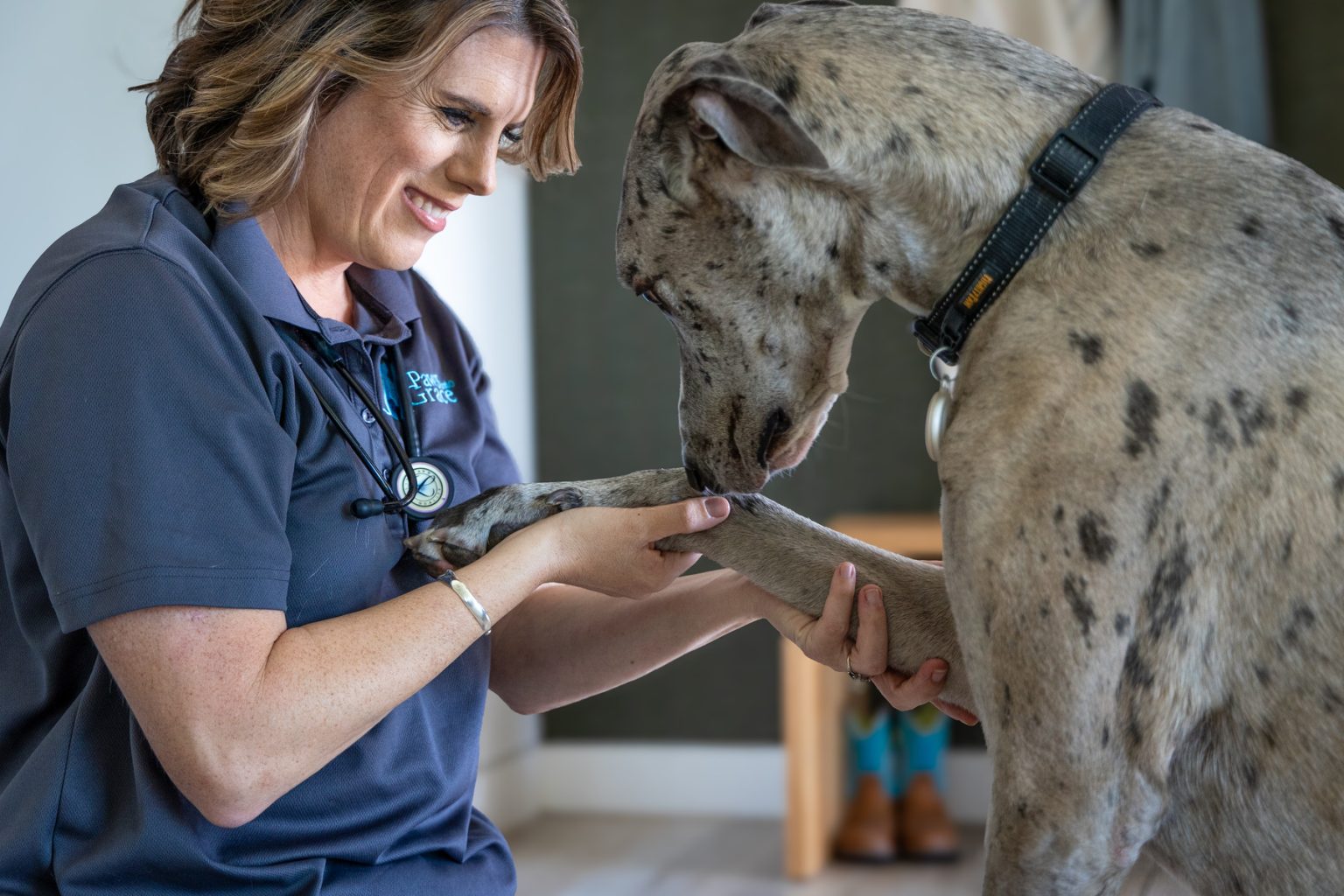 Signs to Euthanize a Dog With Arthritis and Severe Pain | Paws Into Grace