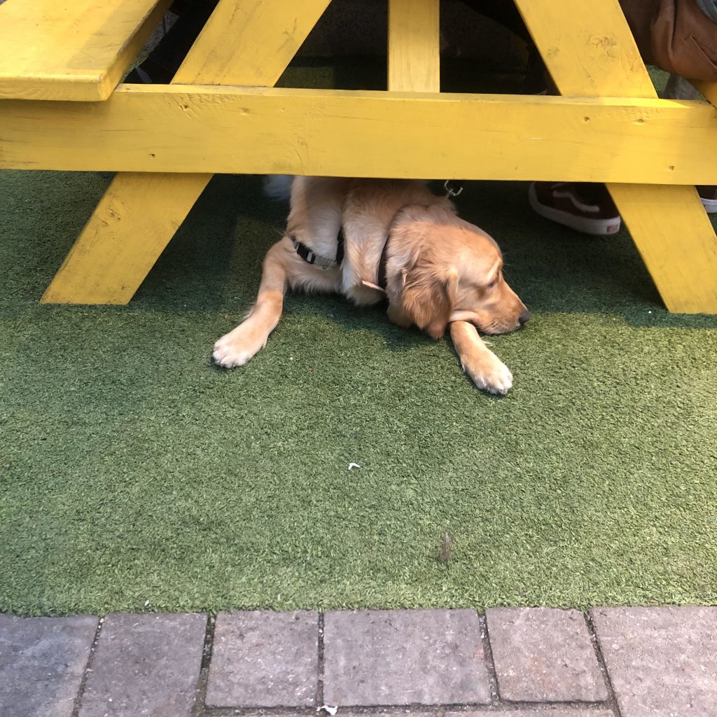 Dog Euthanasia or Natural Death? | Paws Into Grace