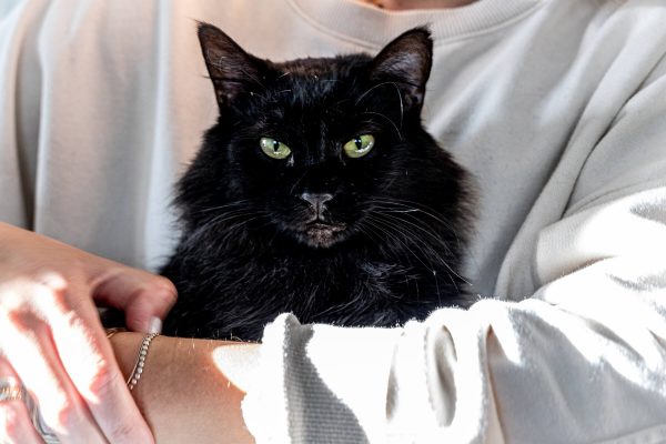 How Do You Know When It’s Time to Put Down Your Cat? | Paws Into Grace