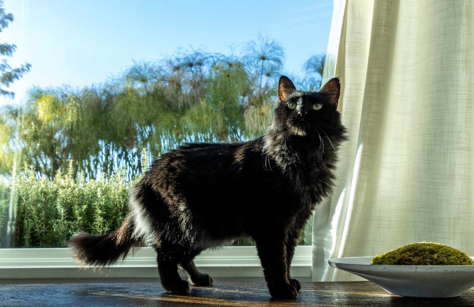 How Do You Know When It’s Time to Put Down Your Cat? | Paws Into Grace