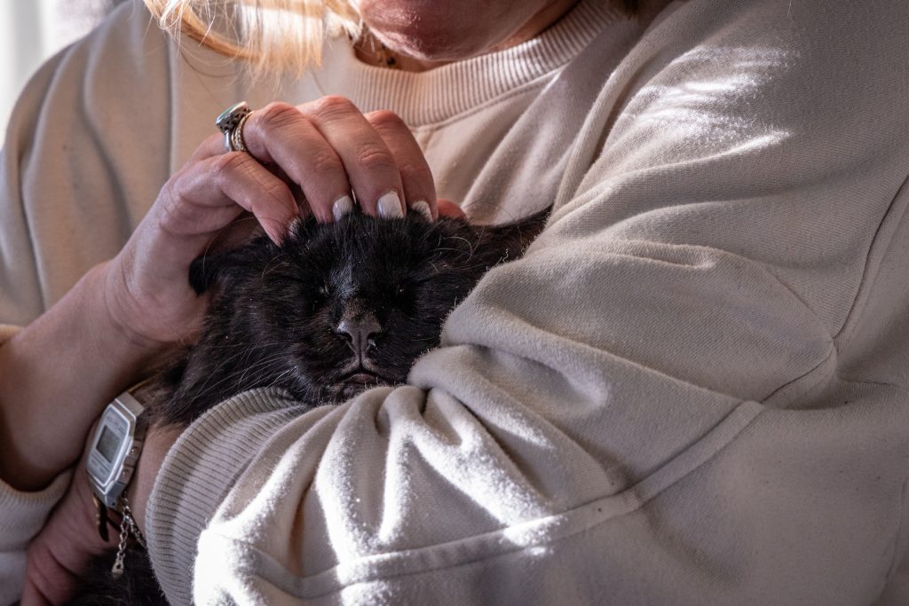 How Do You Know When It’s Time to Put Down Your Cat? | Paws Into Grace