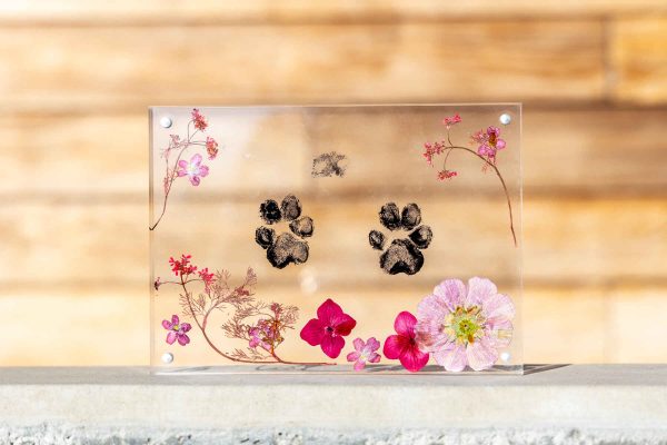 When to Euthanize a Cat With Mouth Cancer? | Paws Into Grace