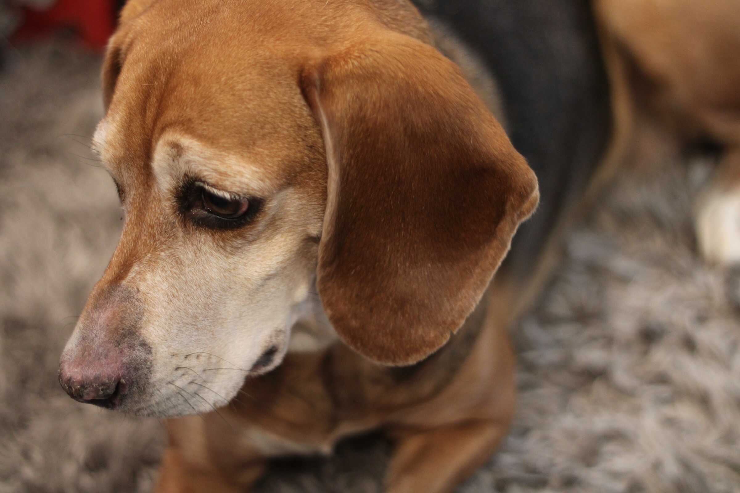 What Are the Symptoms of Prostate Cancer in Dogs? | Paws Into Grace