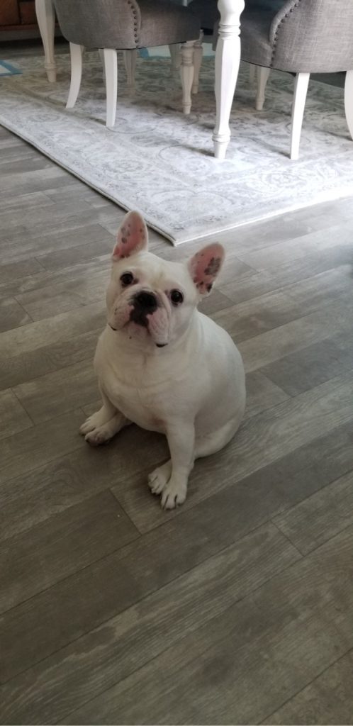 In Memory of Bonnie Bleu Butler | Paws Into Grace